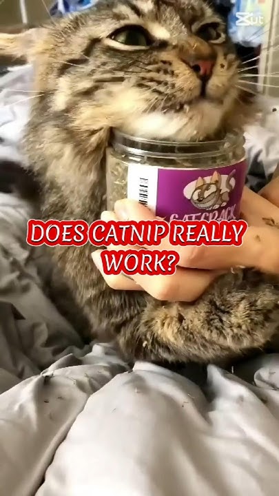 Does Catnip Really Work? Debunking the Catnip Myth #cat #catnip #catlover - YouTube