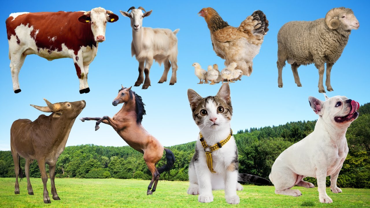 Have fun with animals: dog, cat, elephant, sheep, goat - YouTube
