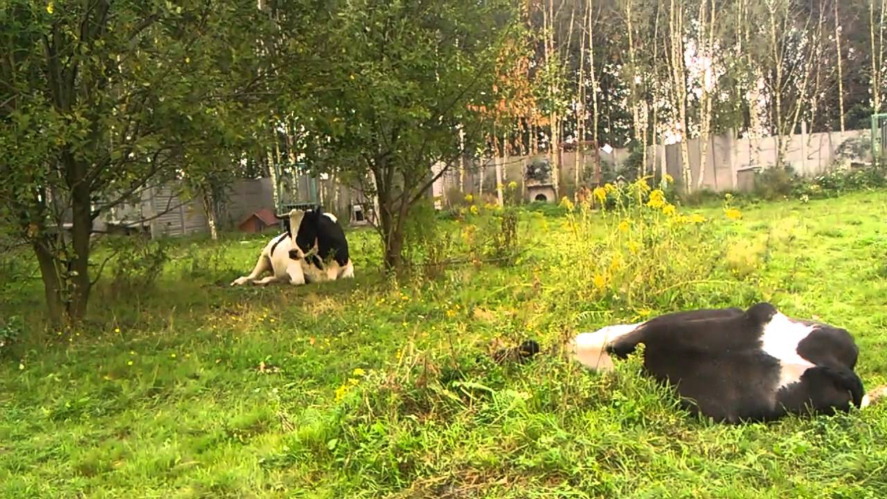 Schronisko w Korabiewicach - krowa i byk - YouTube