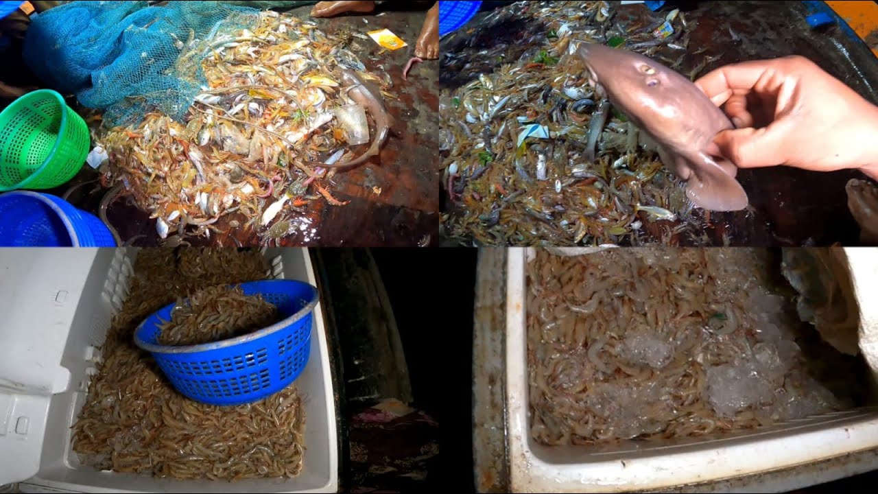 रात्रीच्या डोलीला भेटली 2 फ्रिज भरून कोलंबी || Agri Koli Fishing ...