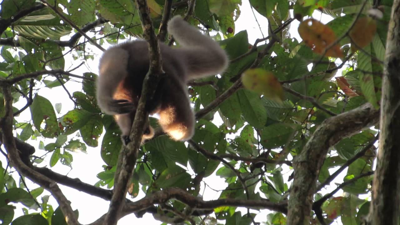 Hoolock Gibbons calling in Hoollongapar Gibbon Sanctuary - YouTube