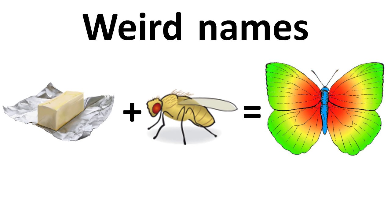 Weird Names YouTube weird-names-youtube