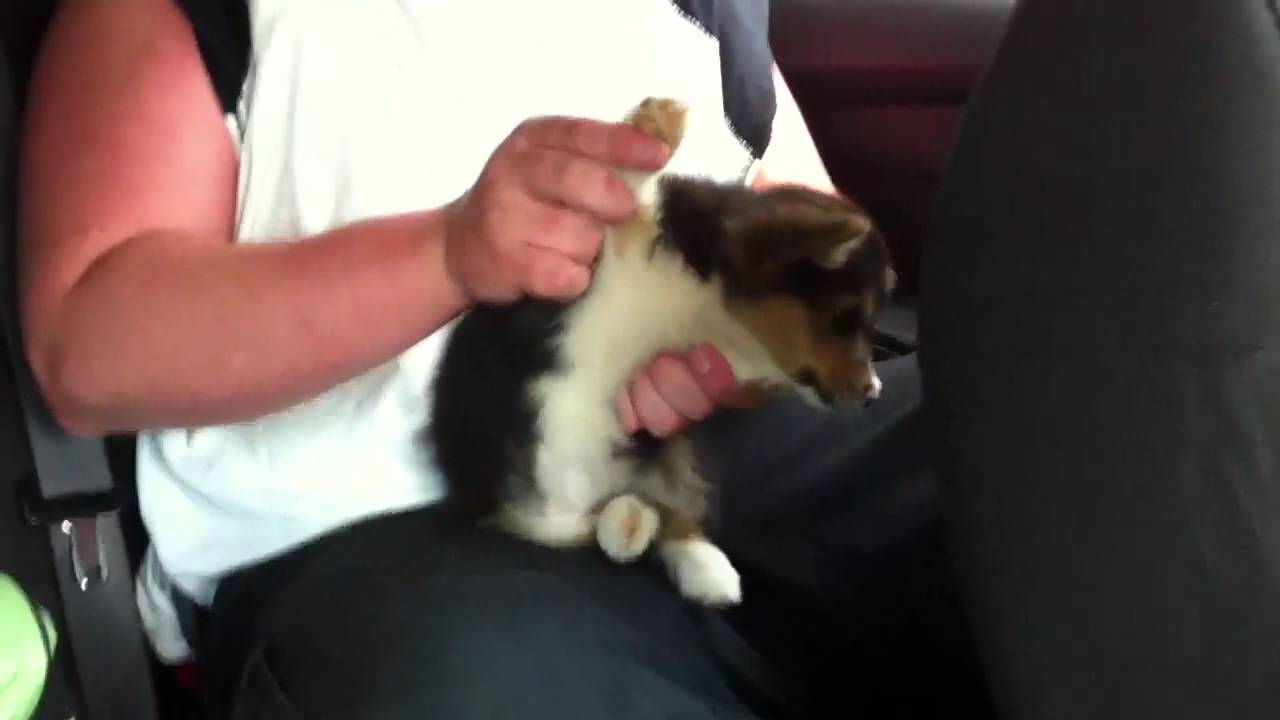 Corgi dancing - YouTube