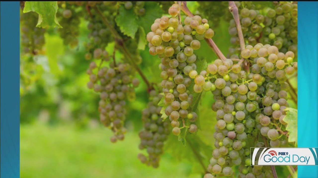 New cold-hardy wine grape at the U of M - YouTube
