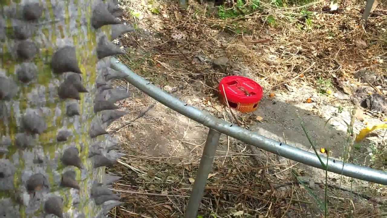 picudo volando flying rhynchophorus ferrugineus - YouTube