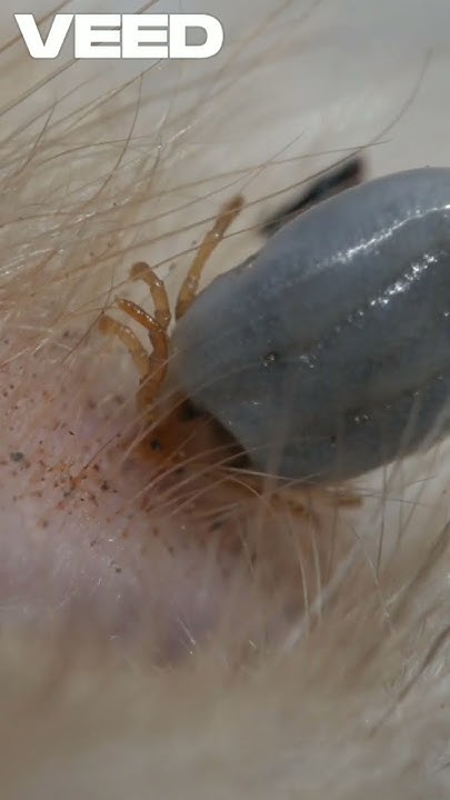 Tout savoir sur les tiques ! Évitez les dangers - YouTube