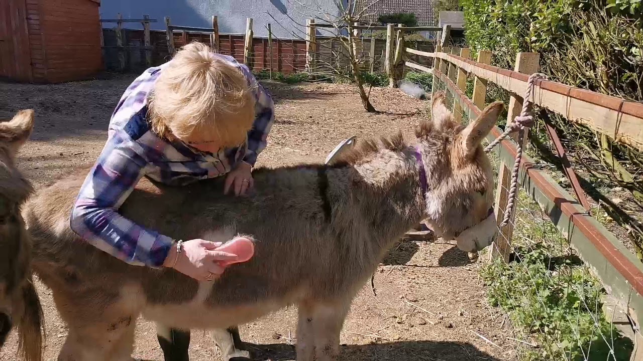 Donkey grooming - YouTube