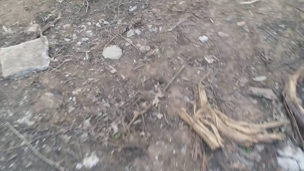 Going For a Walk with Shopdogsam - YouTube