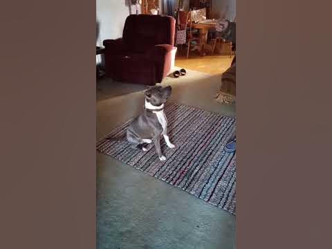 dog does backflips - YouTube