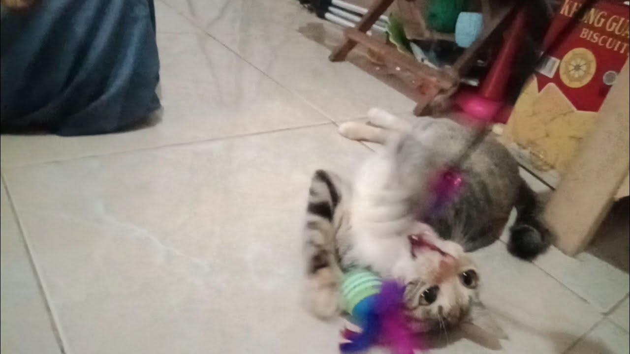 The cuteness of 2 adult cats playing with toys #playful #playtime # ...