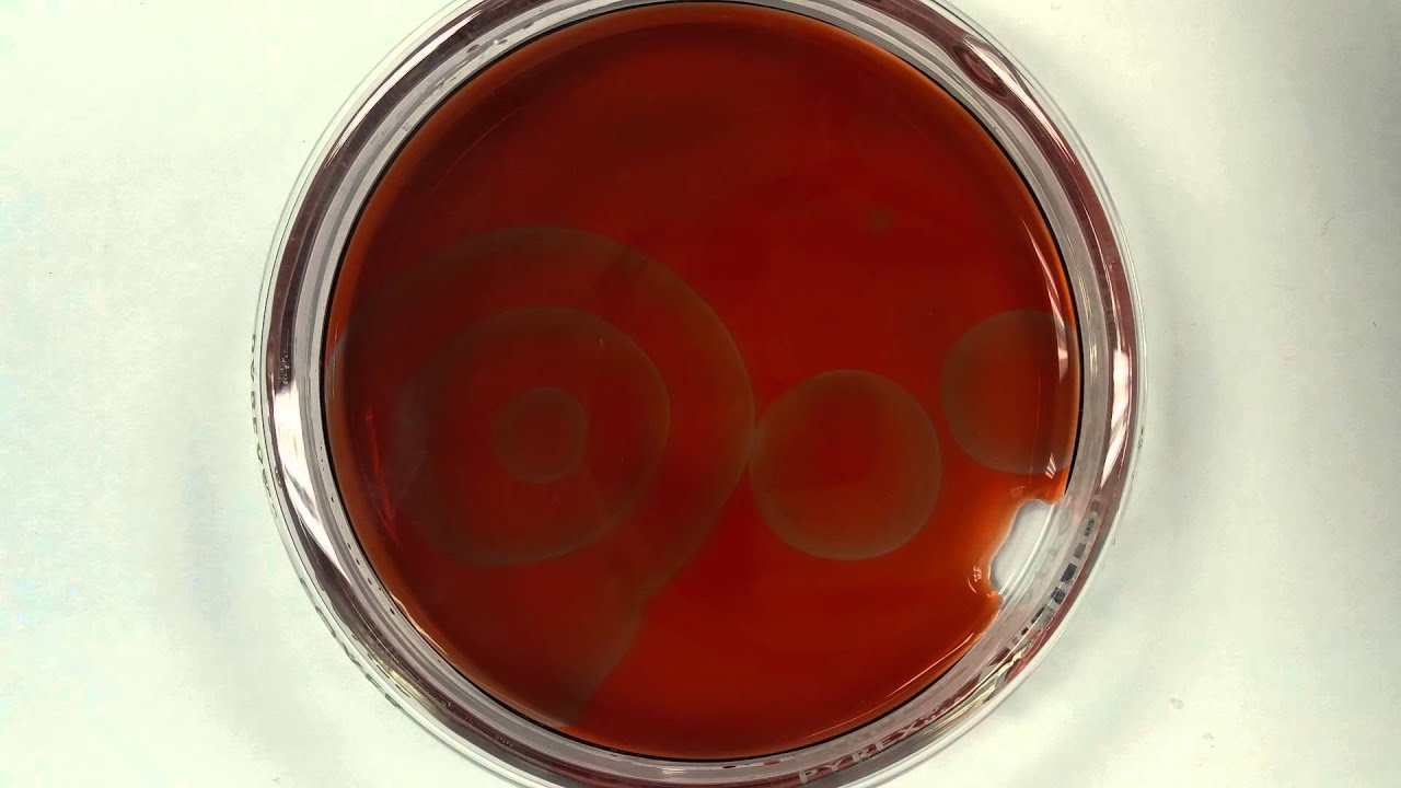 Belousov Zhabotinsky Reaction in Real Time (II) - YouTube