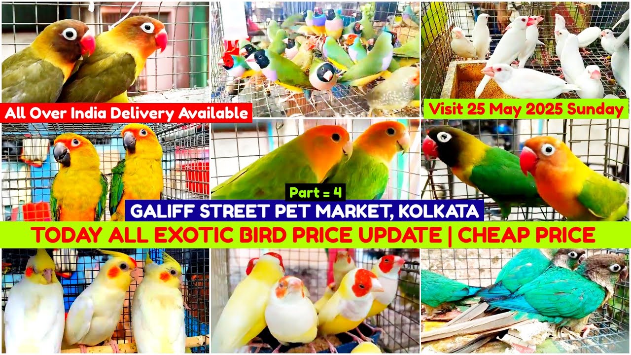 Kolkata Bird Market | Exotic Bird Price Update | Galiff Street Pet ...