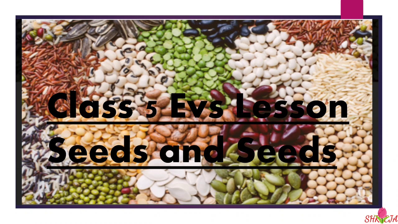 Seeds And Seeds Ncert Class 5 Evs Lesson 5 YouTube Seeds And Seeds Ncert Class 5 Evs Lesson 5 YouTube