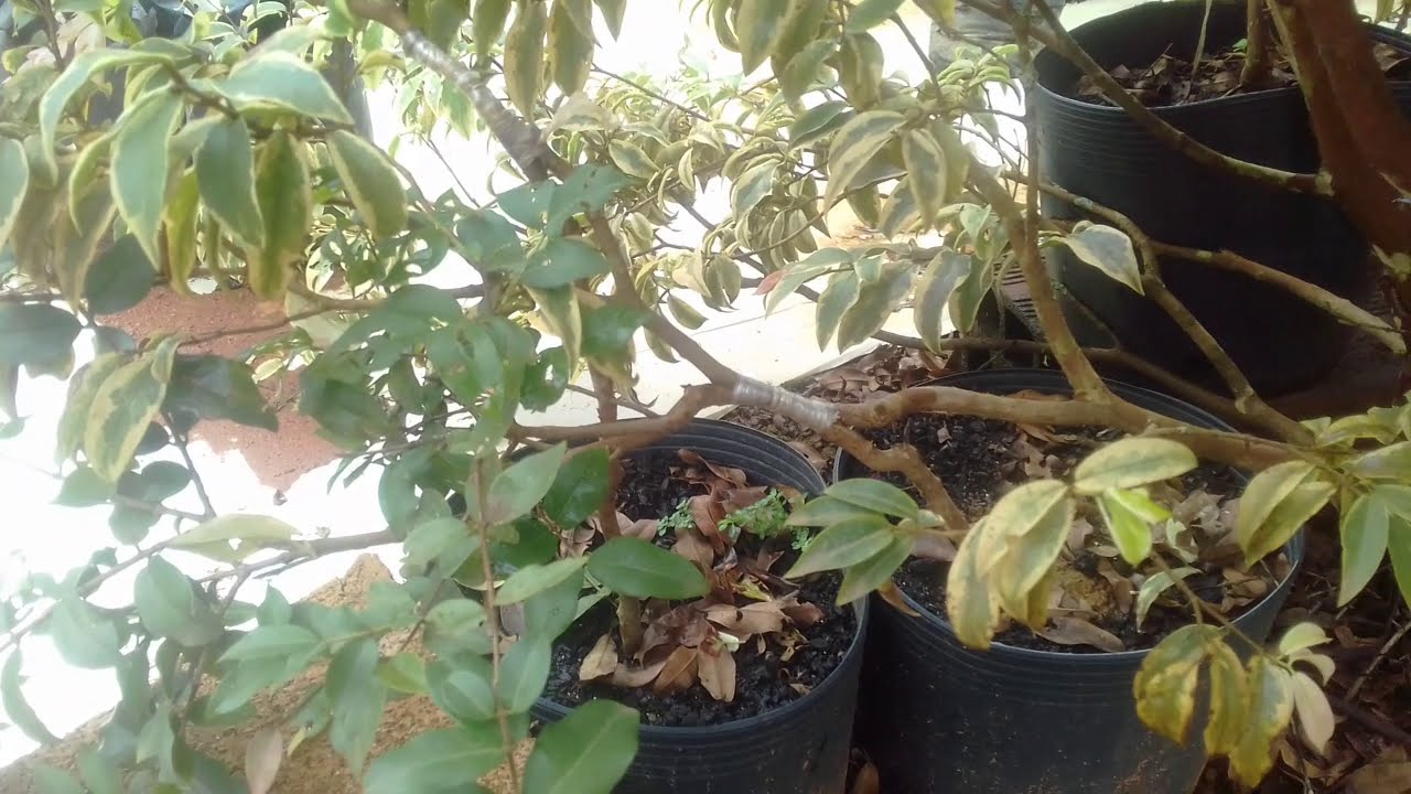 enxerto em jabuticaba variegata parte 2 retirada da muda - YouTube