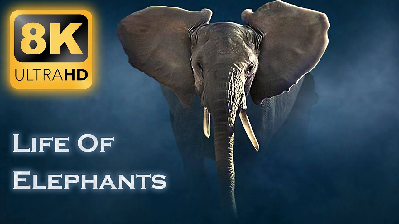 Life of Elephants in 8K Ultra HD - Documentarily Wildlife Film - YouTube