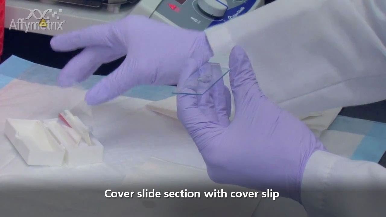 RNA in situ hybridization -- mounting slides for QuantiGene ViewRNA ISH ...