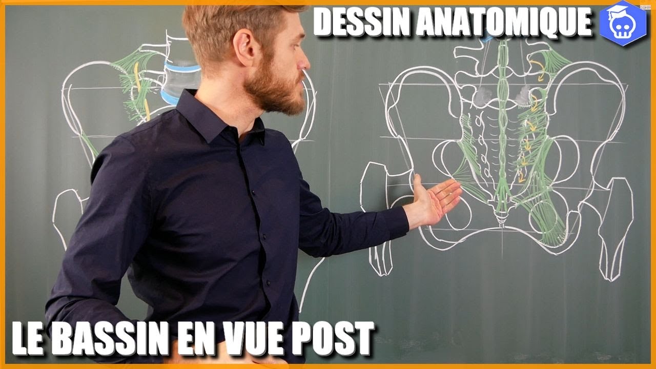 ANATOMIE DU PELVIS - DESSINER LE BASSIN EN VUE POSTERIEURE - YouTube