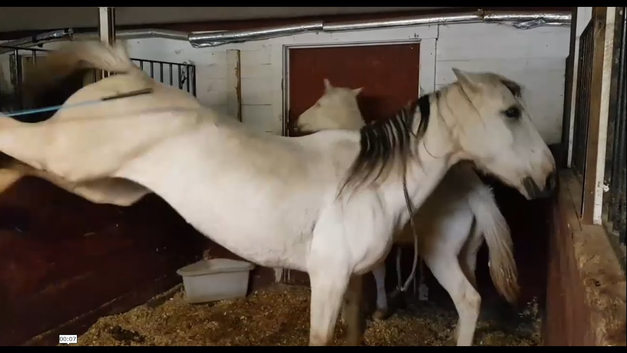Aurora aggressive reaction - YouTube