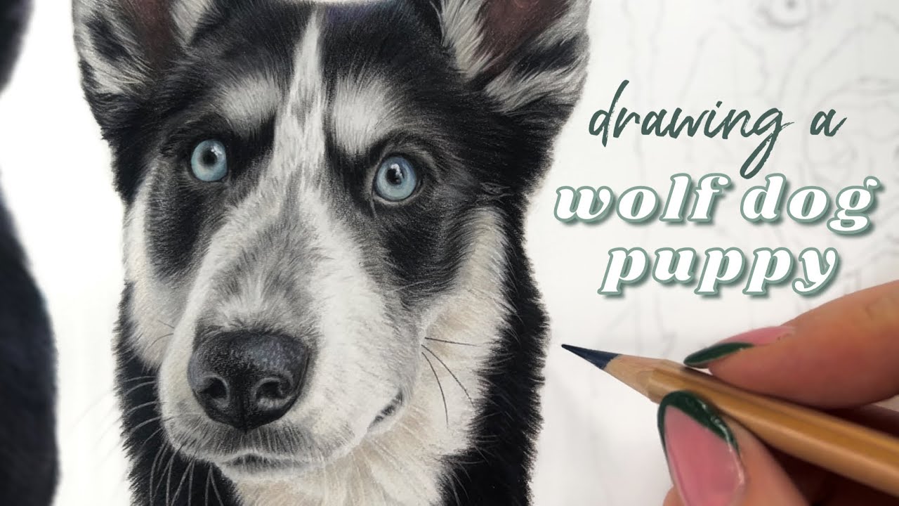 Drawing a Wolf Dog Puppy with Coloured Pencils | Realism Drawing ...