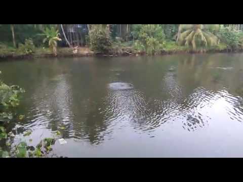 Kerala fishing, snakehead (varal) - YouTube