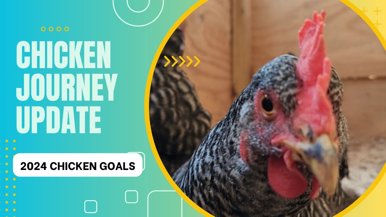 Chicken Journey Update and our Chicken Plans for 2024 - YouTube