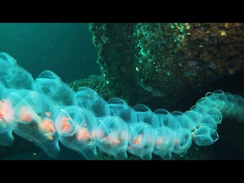 A String of Salp in the Sea || ViralHog