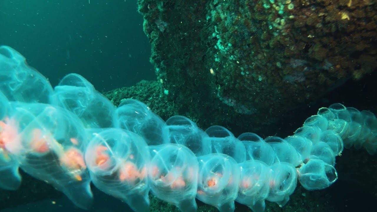 A String of Salp in the Sea || ViralHog - YouTube