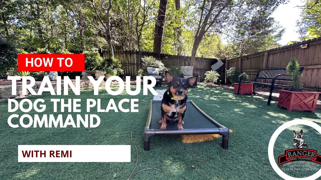 How to Teach Your Dog the Place Command - with Remi - YouTube