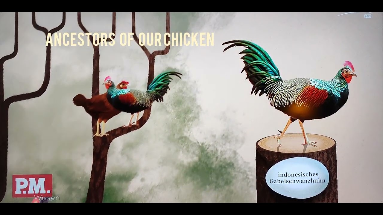 Ancestors of Chicken - YouTube