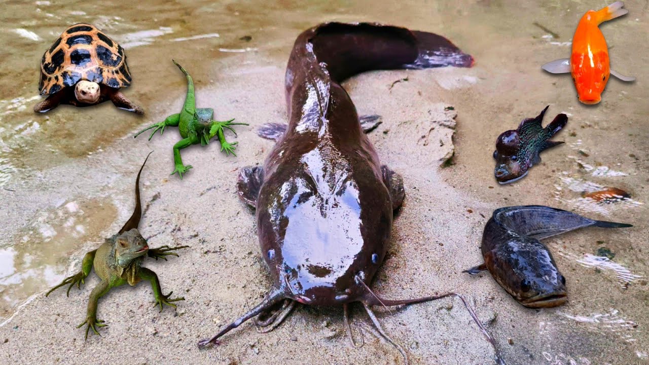 Finding Snakehead Fish, Catfish, Betta Fish, Goose Ducks, Turtles, Eels ...