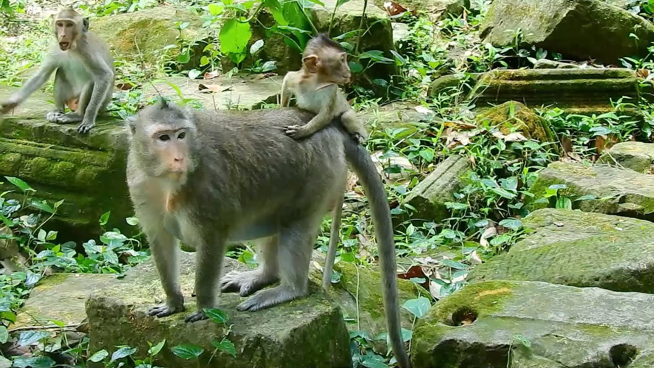 Little baby monkey crying super loud cos he is confusing mom, Baby ...