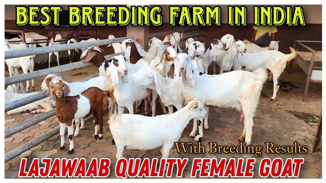 Best Breeding Goat Farming In India | Shandaar Bakriyan With Kid's ...