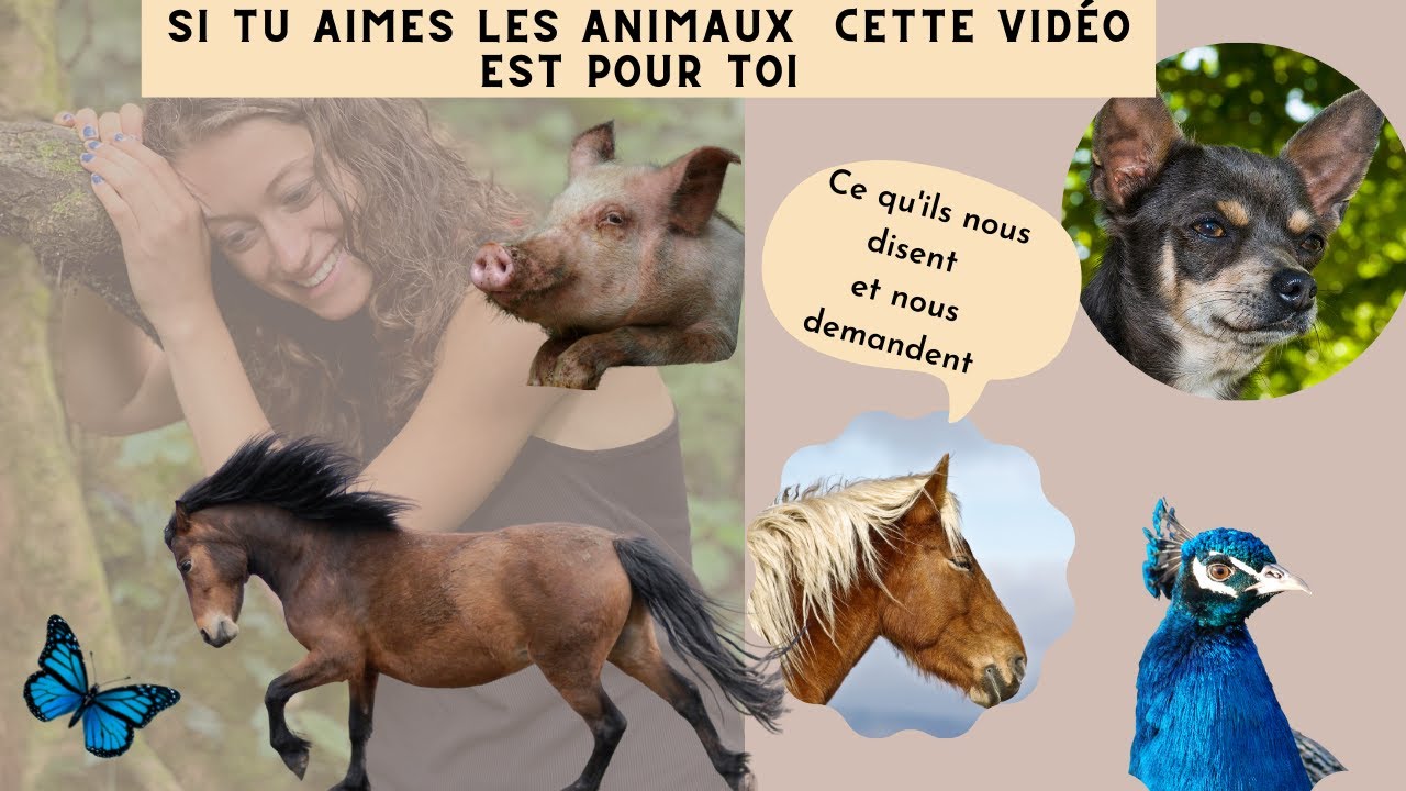 Si tu aimes les animaux, regarde cette vidéo ? à réfléchir avant de ...