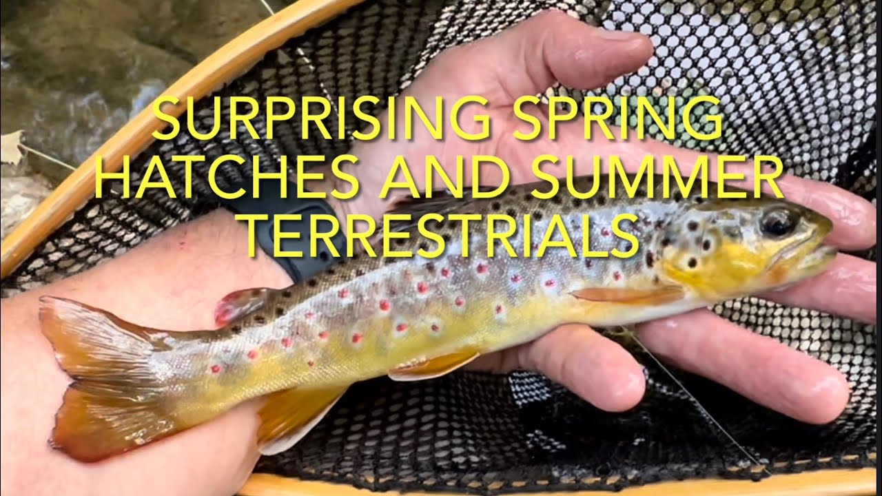 Witness Surprising Spring Hatches and Summer Terrestrials on the Same Evening - YouTube