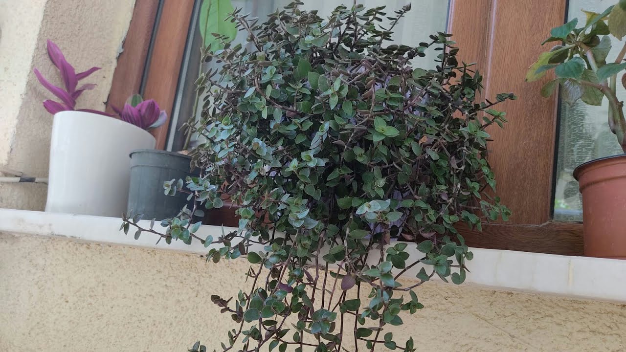 Kalisya ( Callisia Repens - Mini Telgraf Çiçeği ) Bakımı ve ...