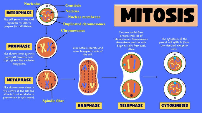 Cell Reproduction Mitosis