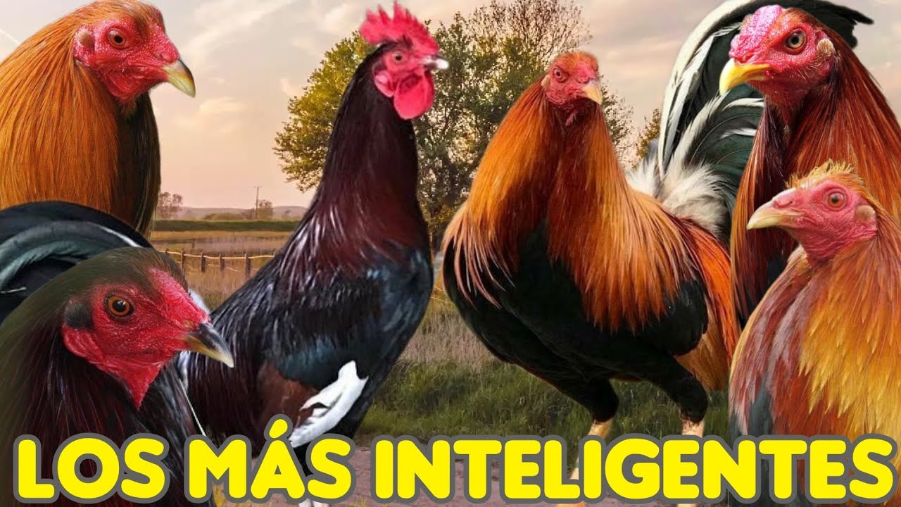 las 6 líneas de aves más inteligentes @elpoderdelpollo2342 - YouTube