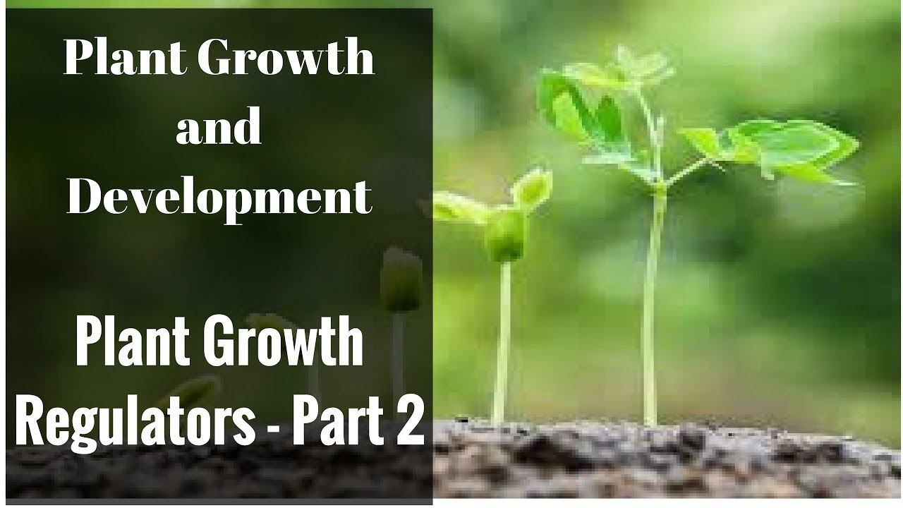 Plant Growth Regulators Part 2 YouTube plant-growth-regulators-part-2-youtube