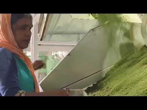CTC Tea manufacturing process 😌😌 - YouTube