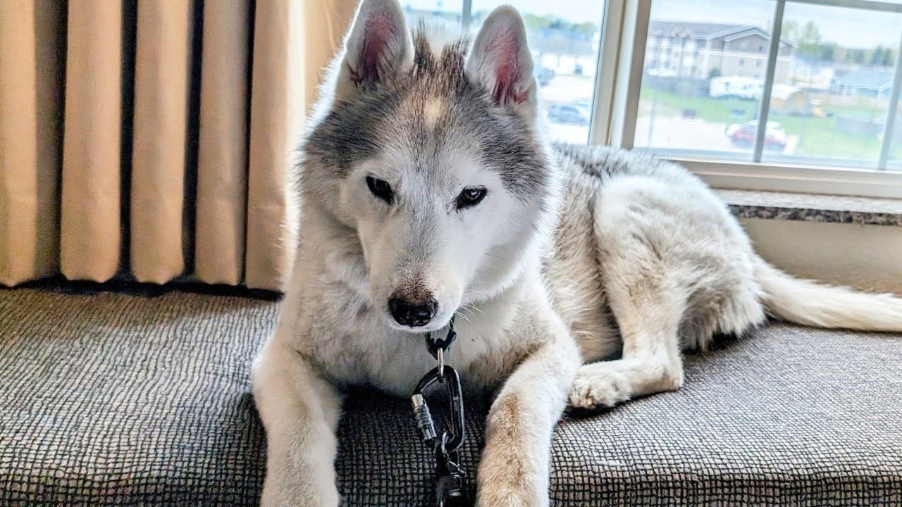 My Husky Found The Ultimate Napping Spot And Refuses To Budge! - YouTube