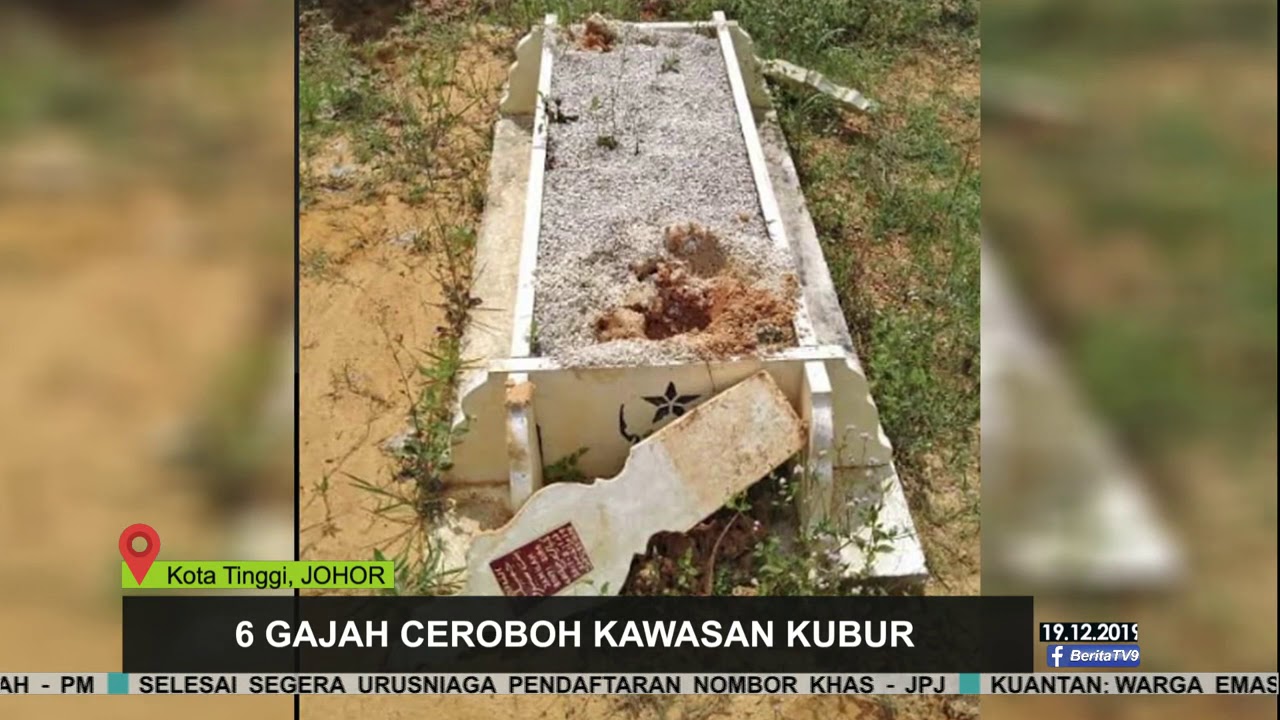 6 Gajah Ceroboh Kawasan Kubur - YouTube