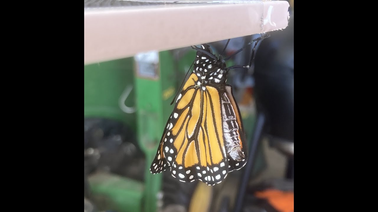 Damaged Monarch Chrysalis still emerges safely - YouTube