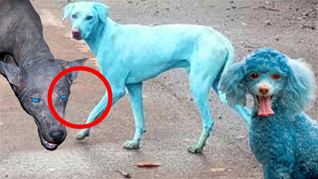 Por Qué Están Apareciendo Perros Azules Caminando Por India? - YouTube