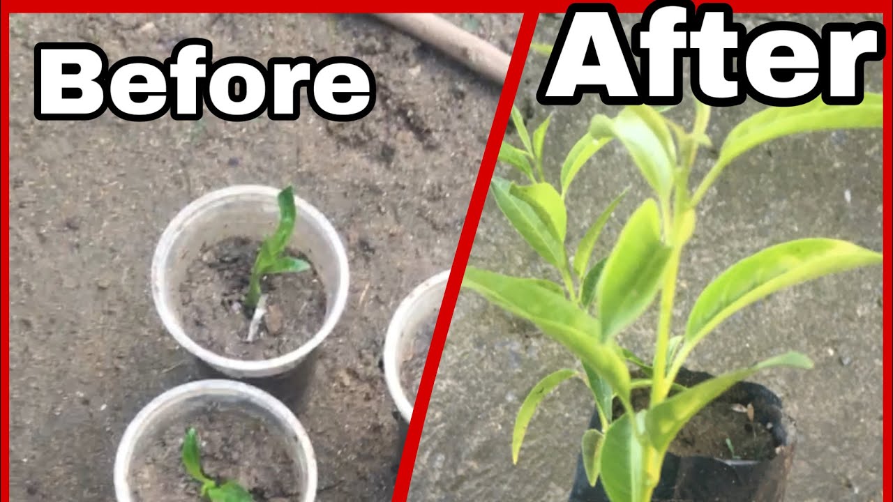 How to grow raat ki rani from cuttings with results (3 months) | New ...