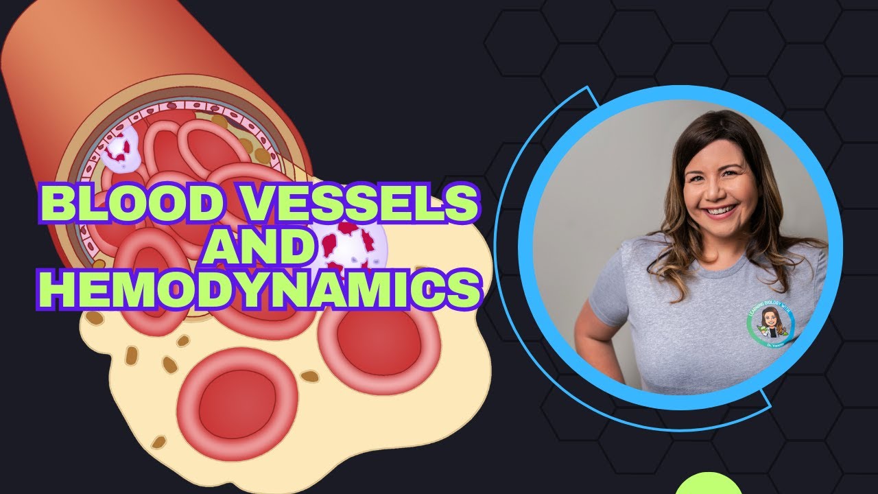 The Cardiovascular System - Blood Vessels and Hemodynamics - YouTube