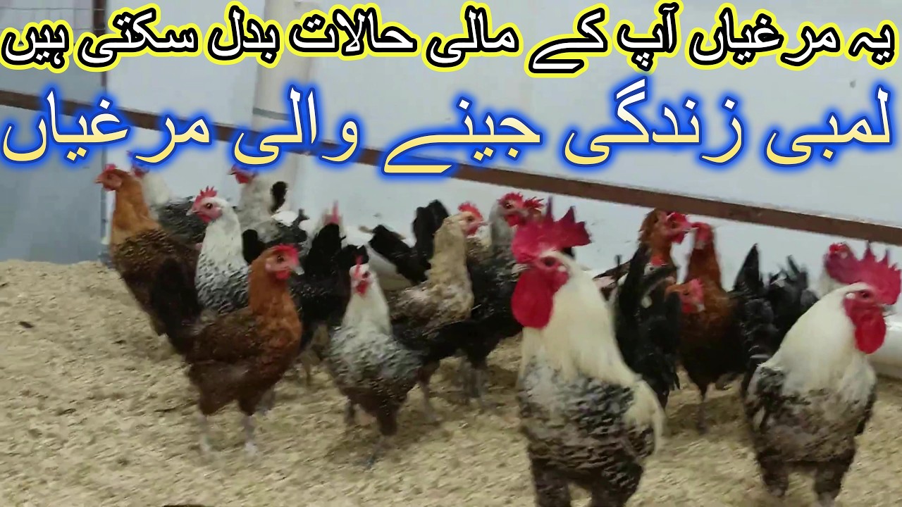 Fayoumi chickens | Life History of Fayoumi Chickens | Free Range ...