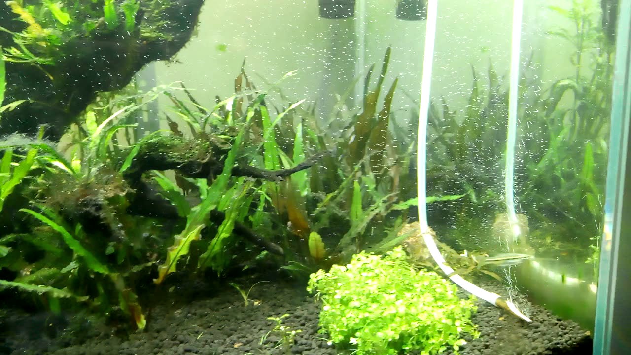 Indian flying barb (Esomus danricus) - YouTube