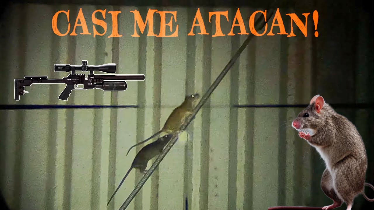 “Cazando” RATAS con RIFLE! 🐁 Una LOCURA! - YouTube
