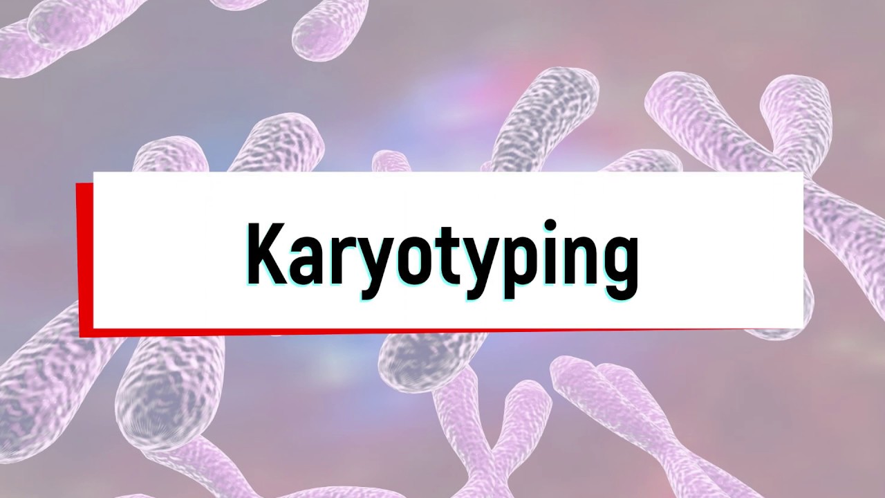 What is Karyotyping Test or Chromosomal Analysis? - YouTube
