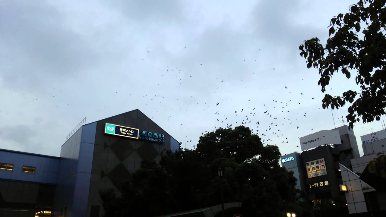 Birds Return Home(1) - YouTube